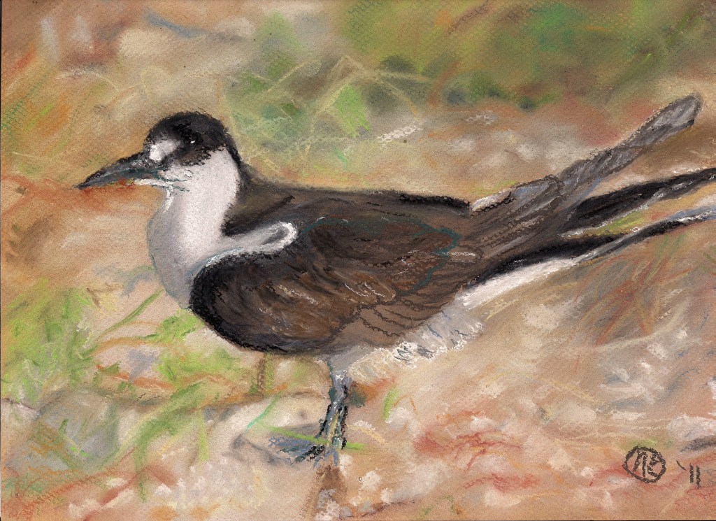 The Sooty Tern | Tales from the Mom-Side